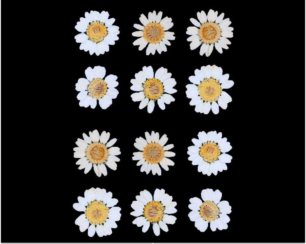 White Daisy Flowers (Naturally Preserved | Dried | Pressed) (Epoxy Res ...